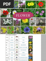 Flower | PDF | Plant Reproduction | Flowers
