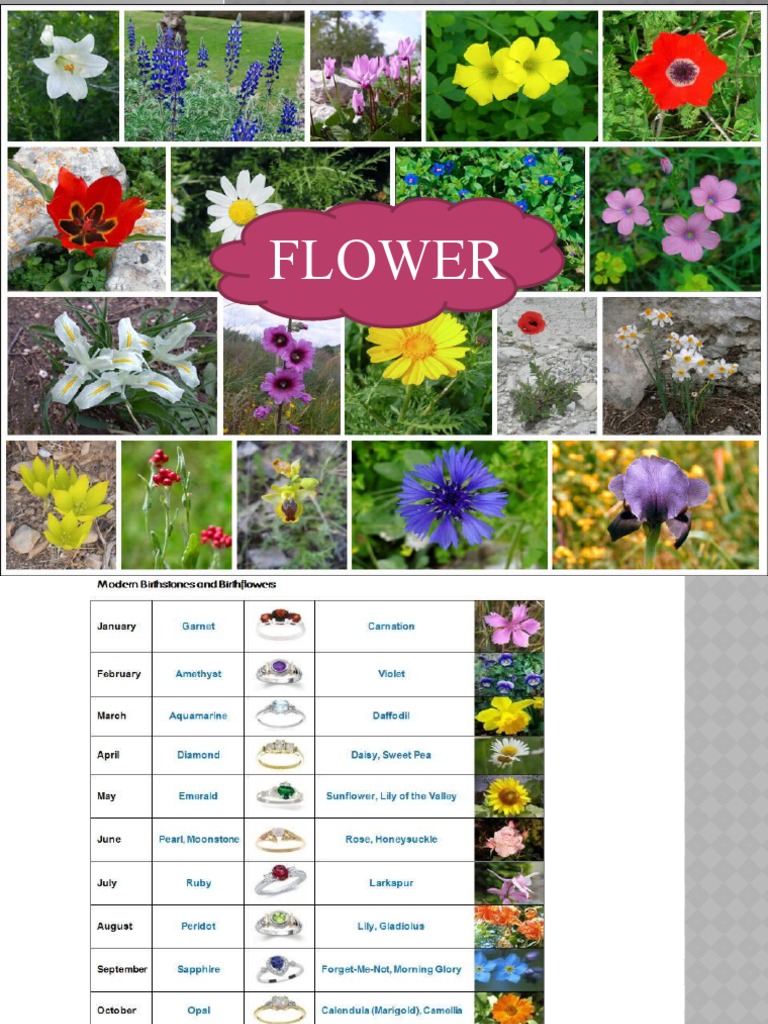 Chapter: 2 Flower Morphology | PDF | Flowers | Reproduction