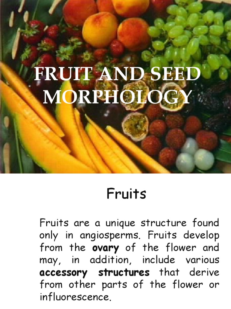 Fruit and Seed Morphology Overview | PDF | Fruit | Seed
