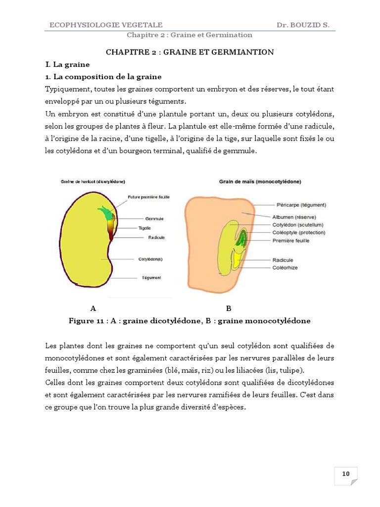 Chapitre 2 Graine Et Germination | PDF | Graine | Germination