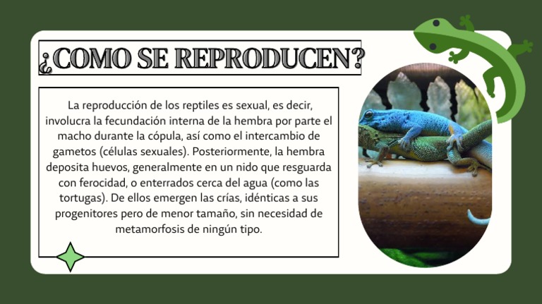 Reproducción de los Reptiles: Guía Infantil | PDF