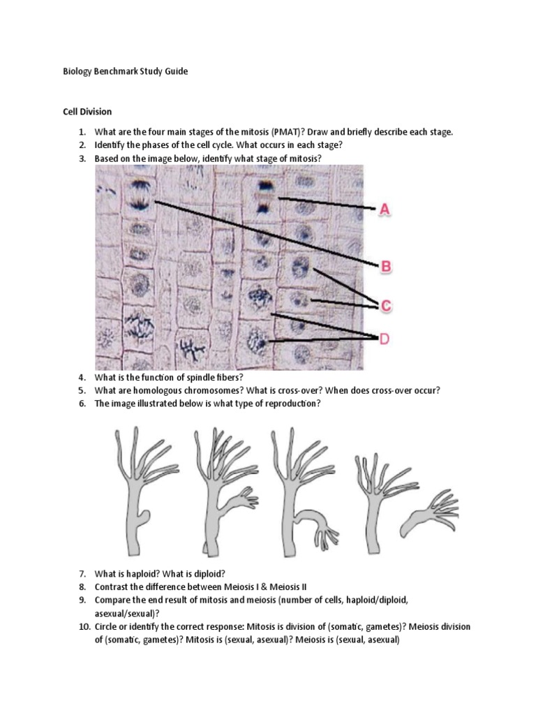 Biology Midterm Study Guide | PDF | Meiosis | Ploidy Biology Midterm Study Guide | PDF | Meiosis | Ploidy