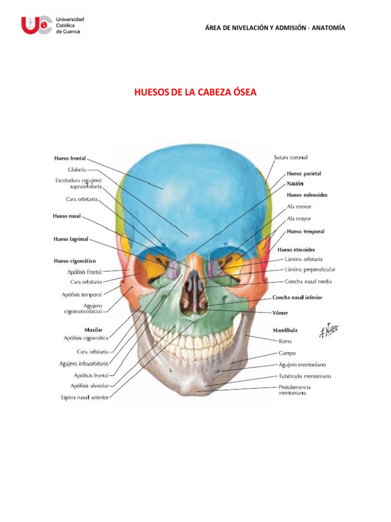 Huesos Cabeza Ósea | PDF | Anatomía | Sistema musculoesquelético