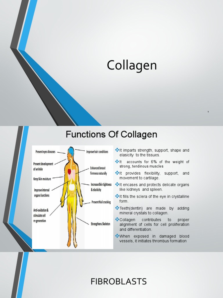 Collagen | PDF | Fibroblast | Extracellular Matrix