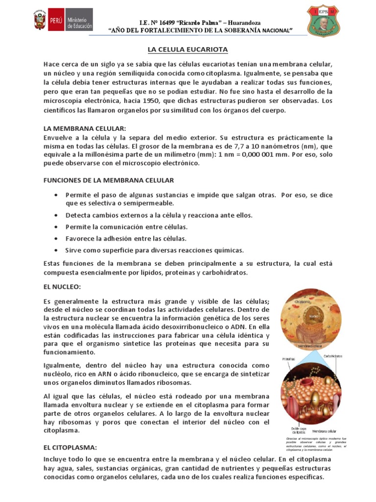 La Celula Eucariota Pdf Biología Celular Nucleo Celular