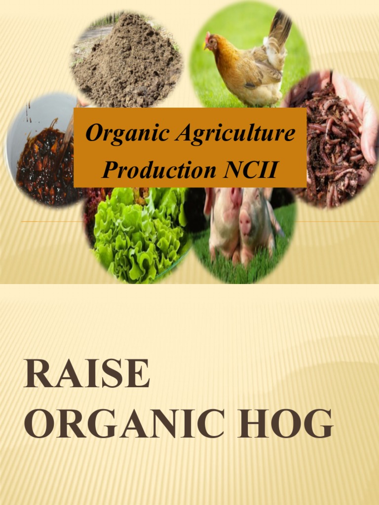 Traits of Organic Hogs in the Philippines | PDF | Pig | Soybean