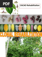 Ube Production Guide | PDF | Mulch | Fertilizer