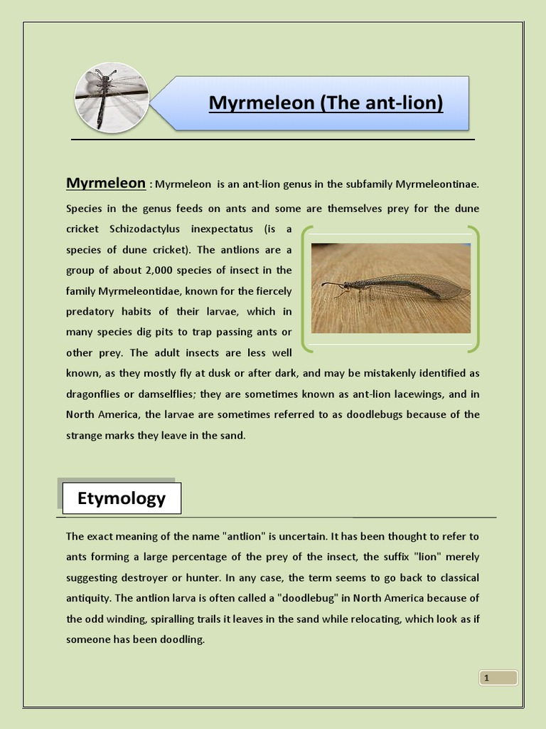 Myrmeleon (The Ant-Lion) PDF | PDF | Arthropods | Hexapoda