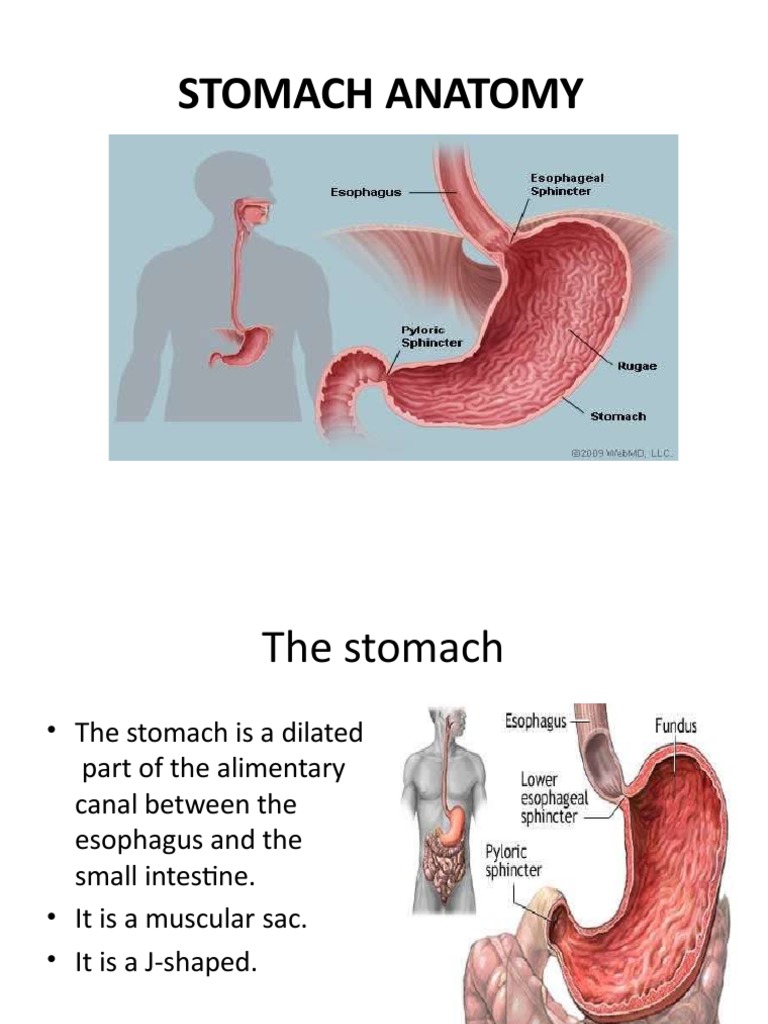 Stomach | PDF | Stomach | Abdomen