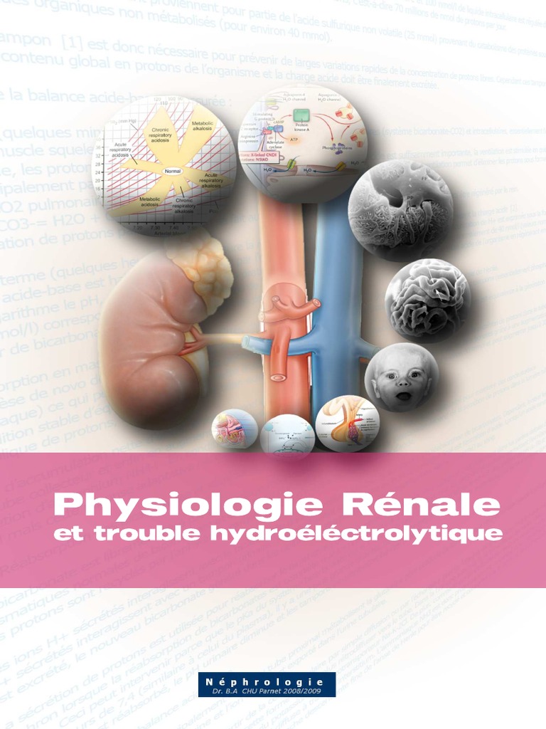 Physiologie Rénale Et Trouble Hydréléctrolytique | PDF | Rein ...
