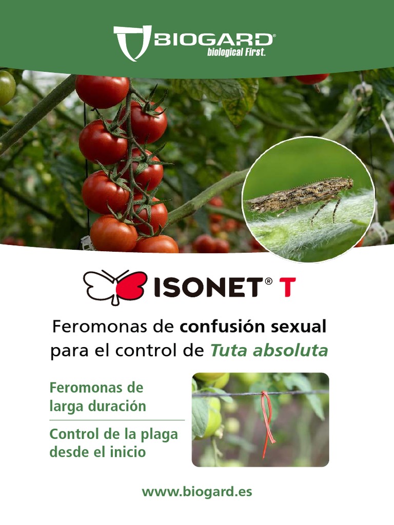 Protocolo Isonet T para El Control de Tuta Absoluta | PDF