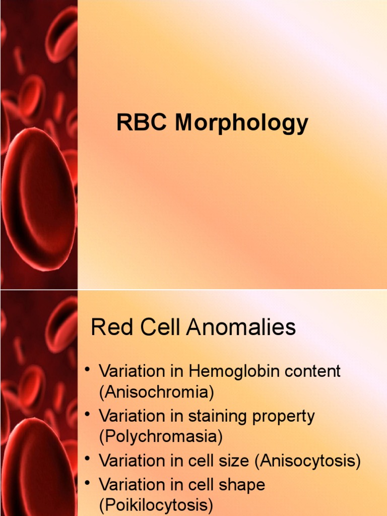 [Lesson 6] RBC Morphology | PDF | Anemia | Red Blood Cell