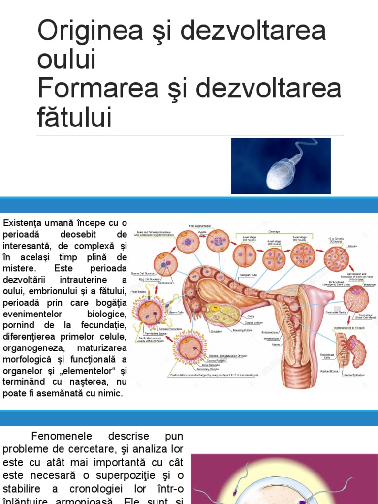Etapele Ce Preced Implantarea - Celule Sexuale - Spermatozoidul.Spermiogeneza - Anomalii | PDF