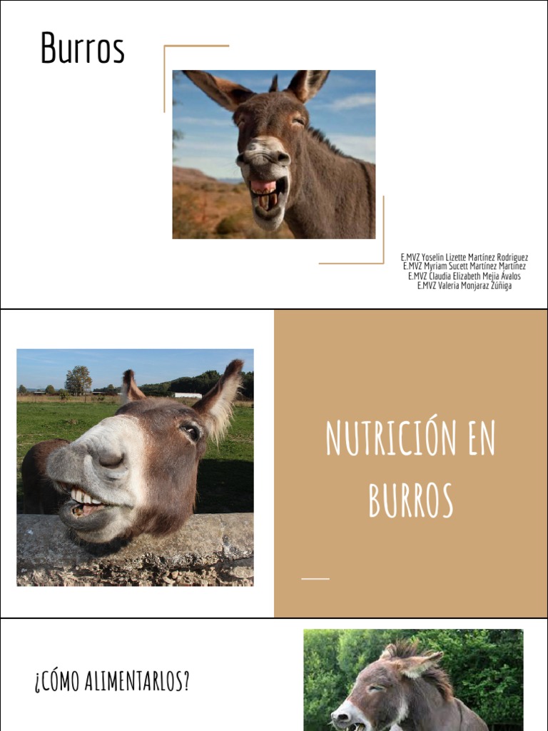 Nutrición en Burros | PDF | Vegetales | Alimentos
