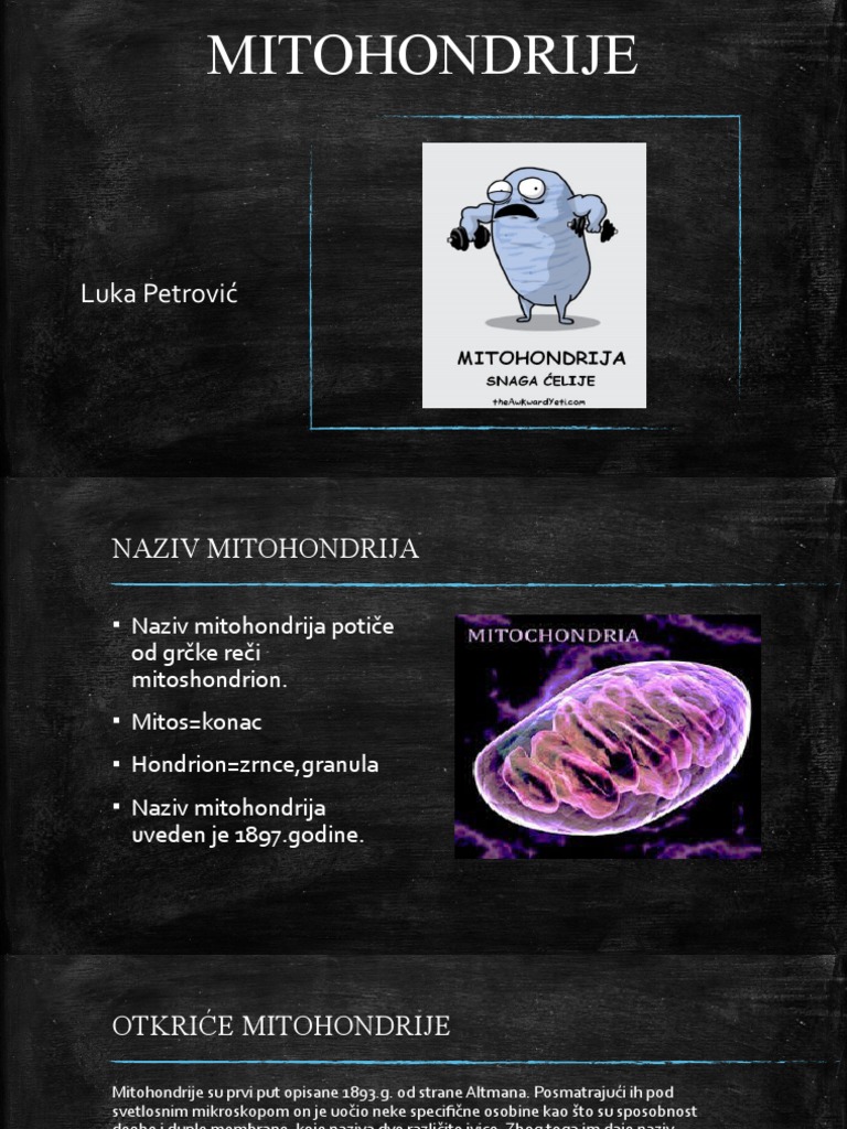 MITOHONDRIJE | PDF
