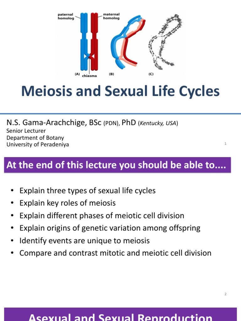 Meiosis and Sexual Life Cycles - Phone | PDF | Meiosis | Ploidy