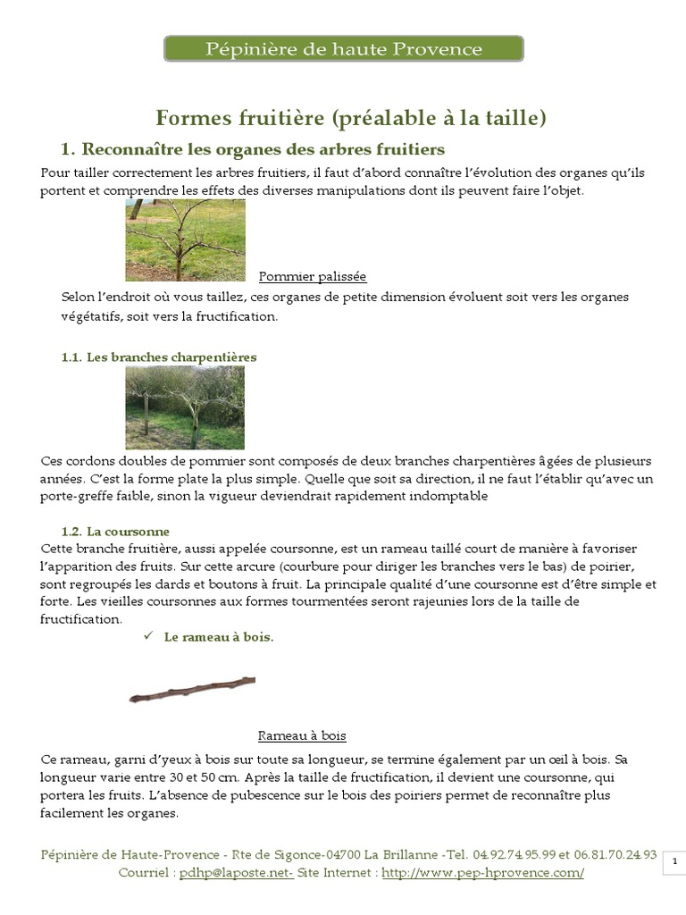 Guide de Taille des Arbres Fruitiers | PDF | Arbres | Verger