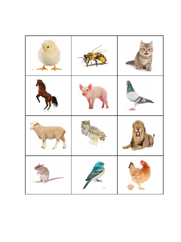 Bingo de Sonidos | PDF