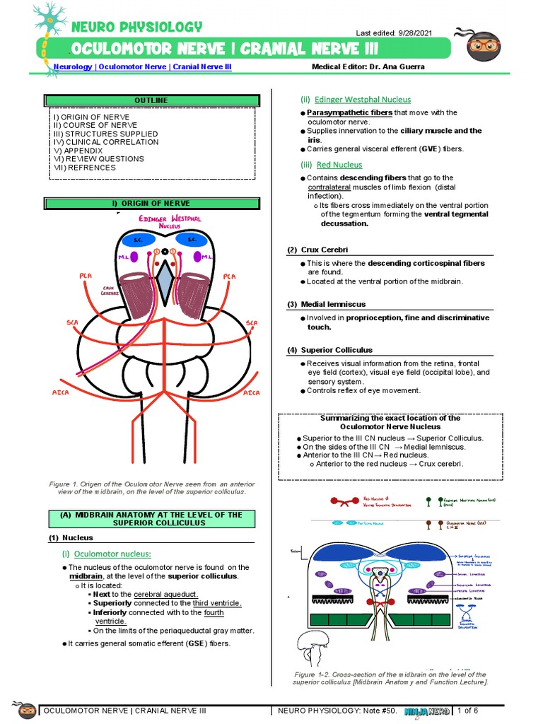115 - Neurology Physiology) Oculomotor Nerve - Cranial Nerve III | PDF ...