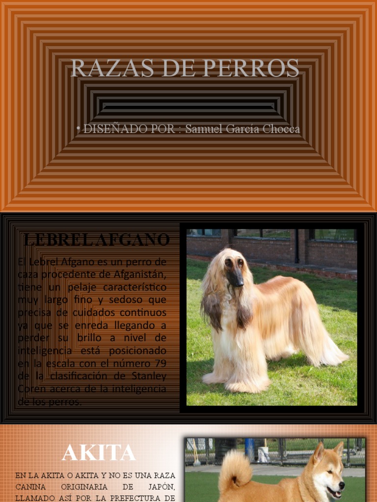 Razas de Perros | PDF | Boxer (Perro) | Perros
