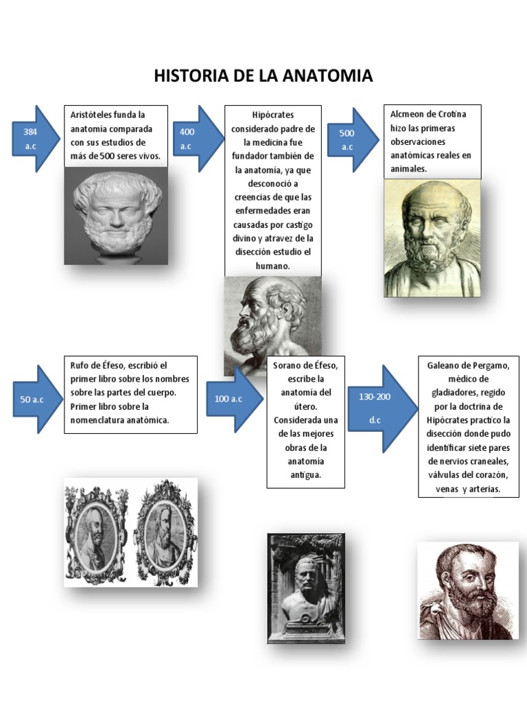Historia De La Anatomia1 Pdf Anatomía Medicina