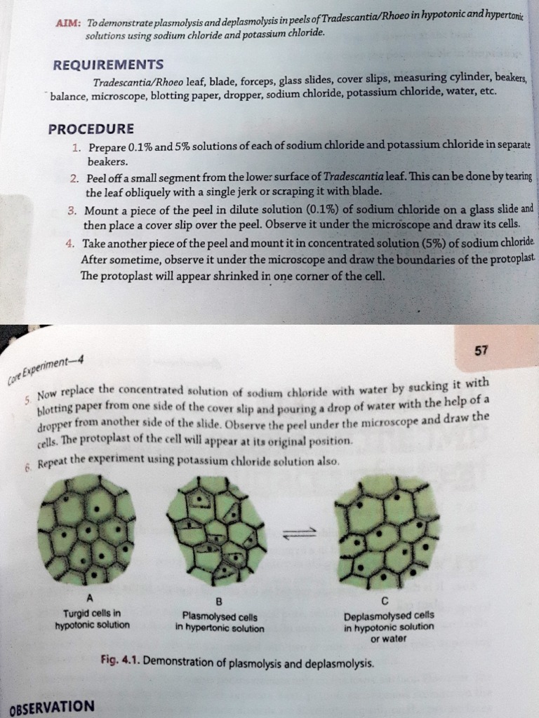 Bio Exp 10 | PDF | Osmosis | Chemistry
