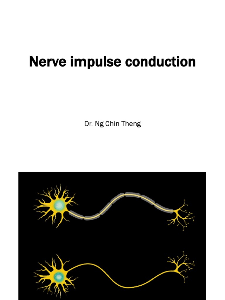 Mechanisms of Nerve Impulse Conduction | PDF | Action Potential | Axon
