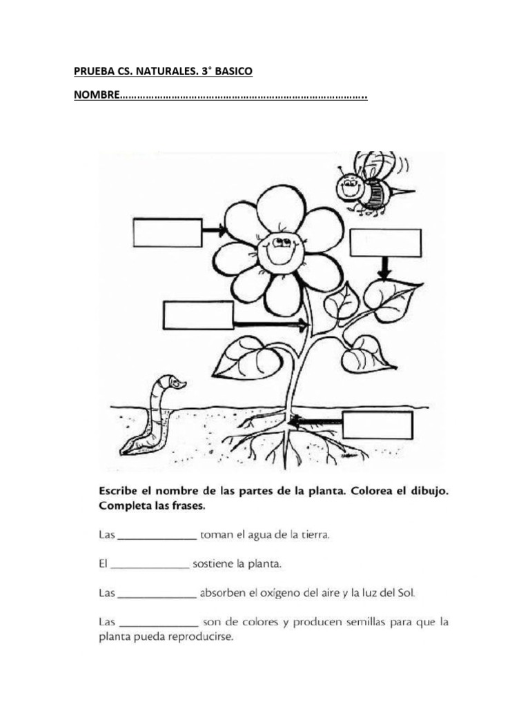 Prueba Plantas | PDF