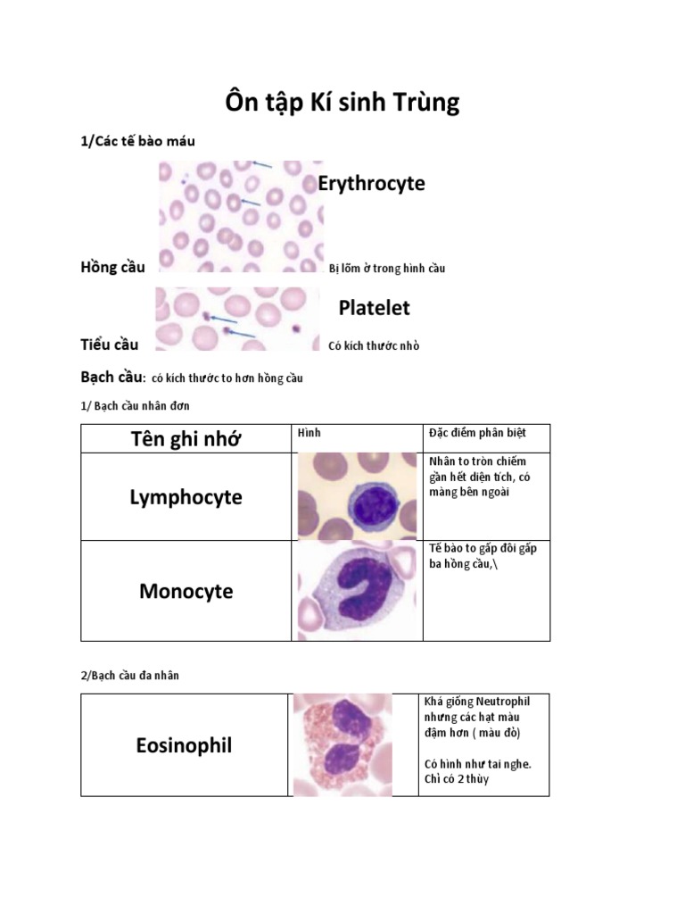 ôn tập TN KST | PDF