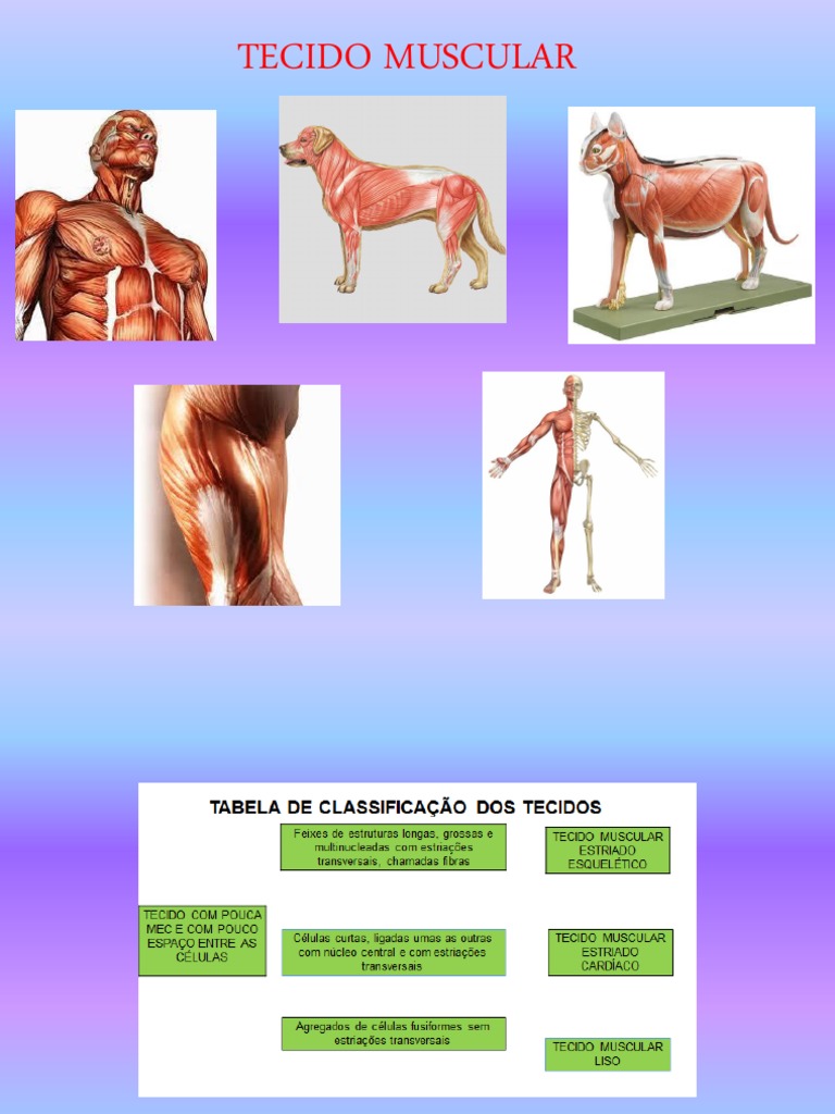 TECIDO MUSCULAR PPT | PDF | Músculo esquelético | Fisiologia