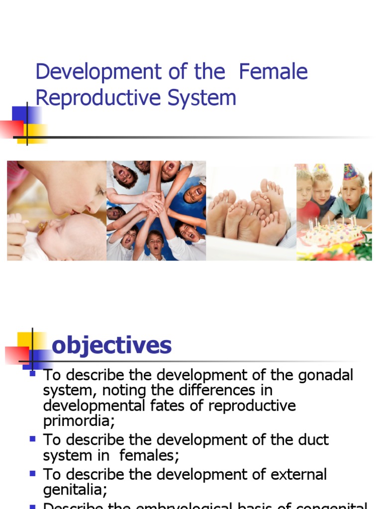 Development of The Reproductive System | PDF | Vagina | Uterus