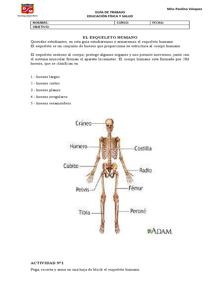 Guia Esqueleto Humano | PDF
