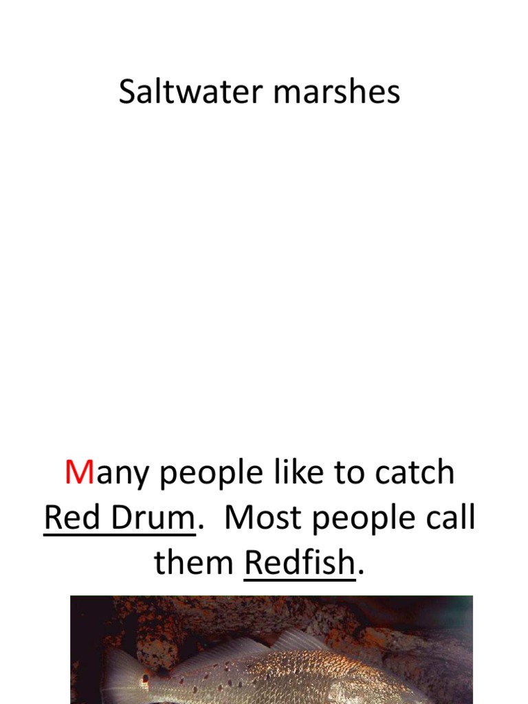 Aquarium Random | PDF | Science & Mathematics