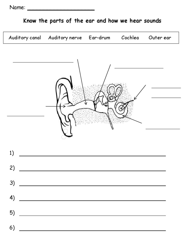 Label Parts of The Ear and Sequence Steps in Hearing Sound (Worksheet ...
