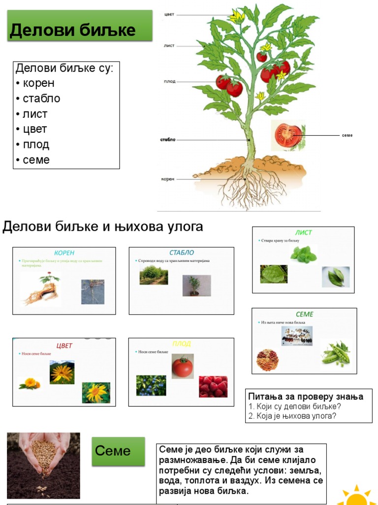 Glavni Delovi Biljke | PDF