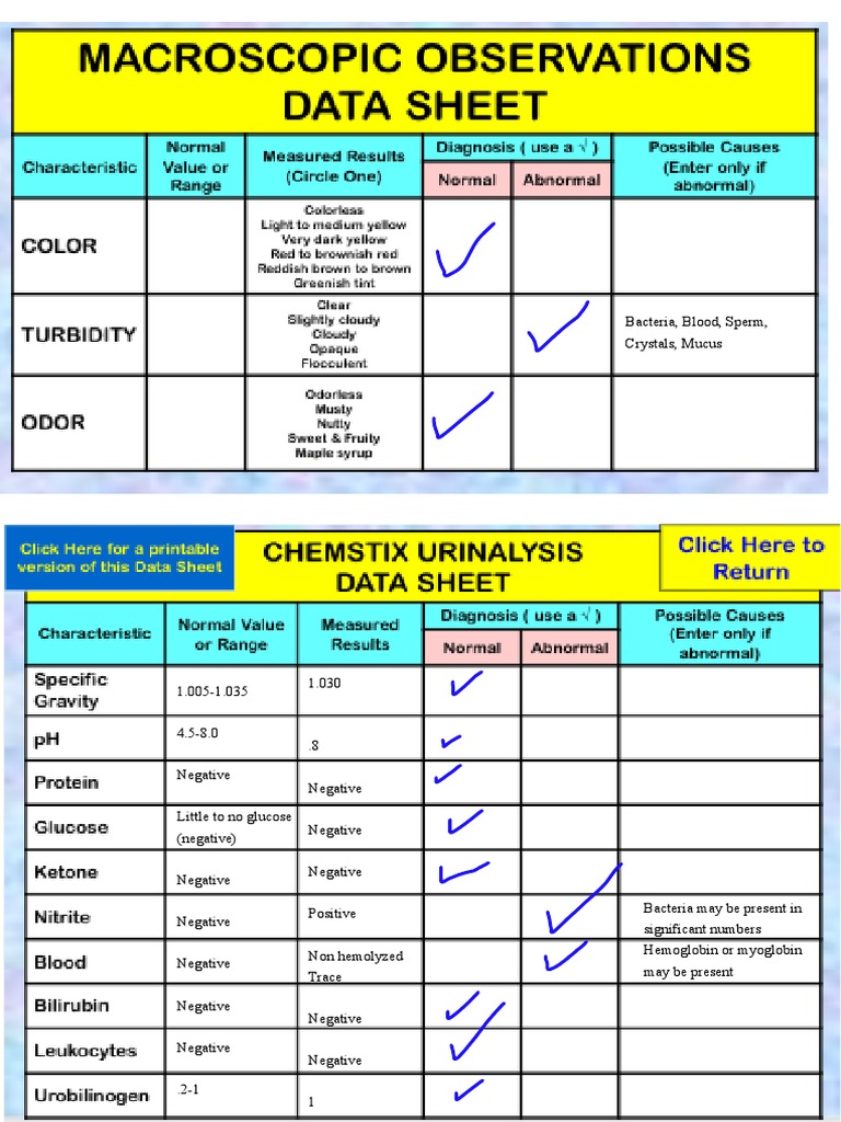 Kami Export - Urinalysis Lab | PDF