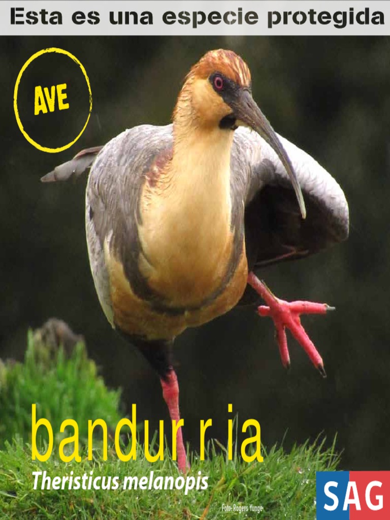 Bandurria: Hábitat y Comportamiento | PDF | Hogar, jardinería y ...