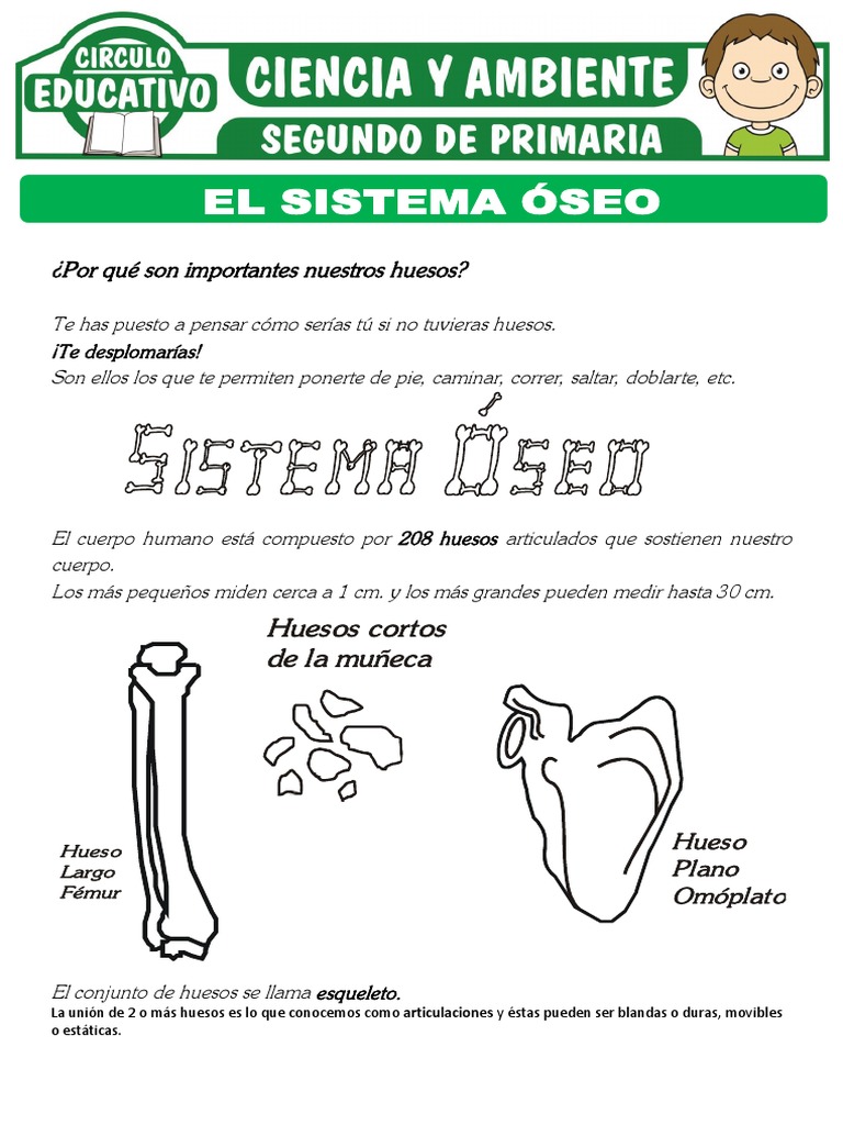 Sistema Óseo para Niños de Primaria | PDF | Esqueleto | Mano