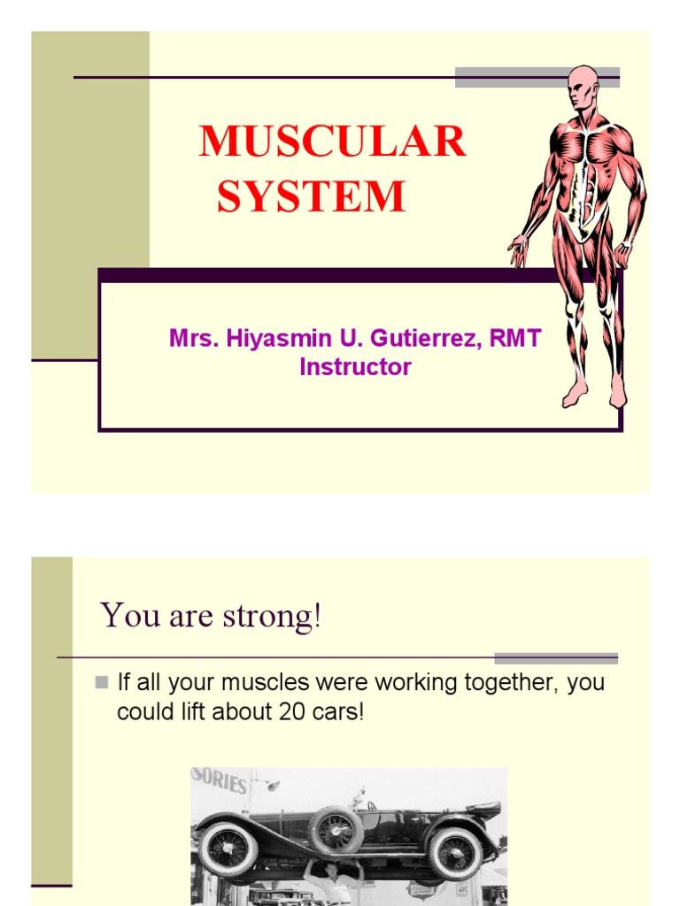 Muscular System | PDF | Muscle Contraction | Skeletal Muscle