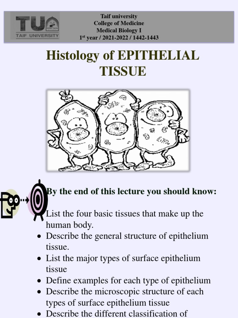 Epithelium | PDF | Epithelium | Tissue (Biology)