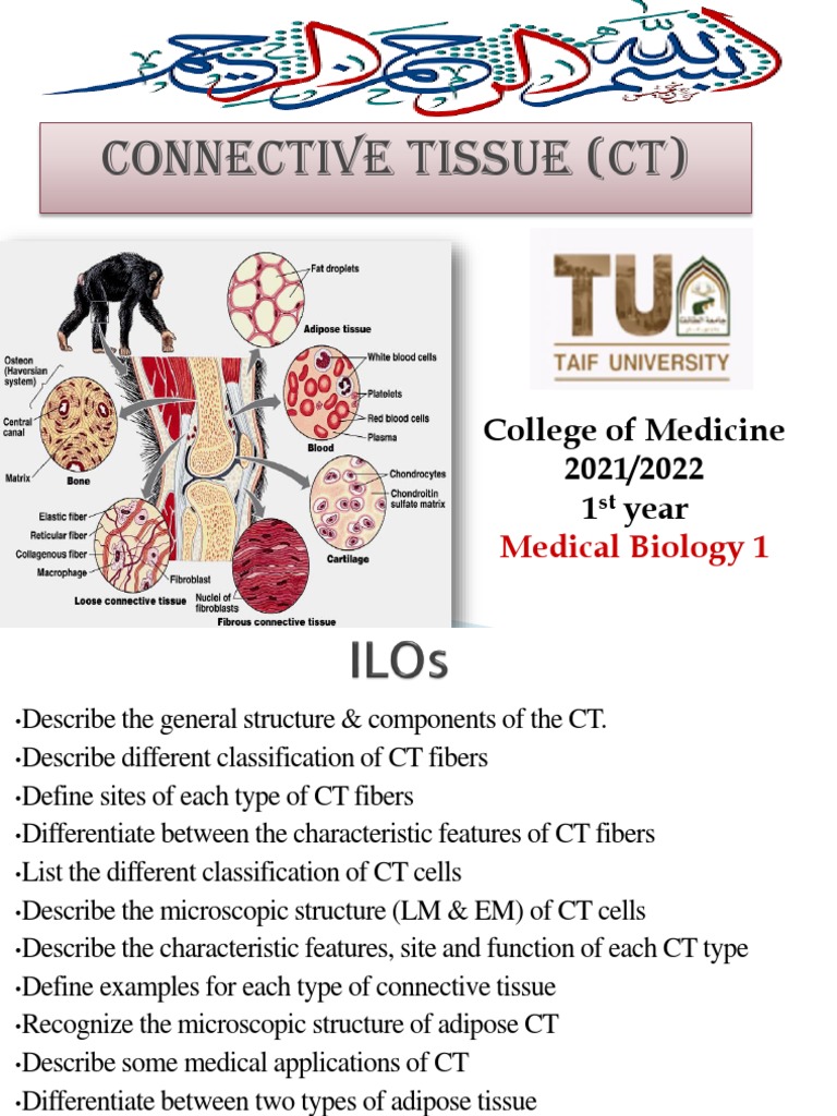 Connective Tissue (CT) | PDF | Connective Tissue | Tissue (Biology)