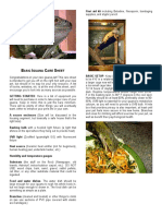 Pet Rock Manual Original | PDF | Pet