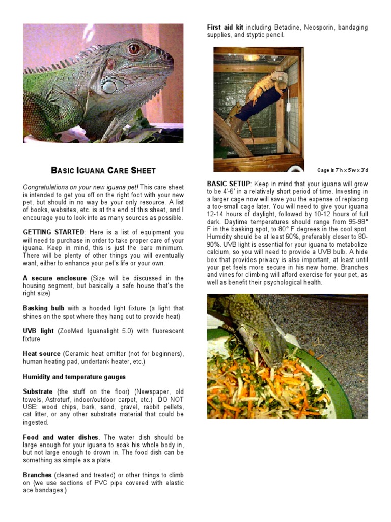 Iguana Care Guide: Essential Tips | PDF | Vegetables | Foods