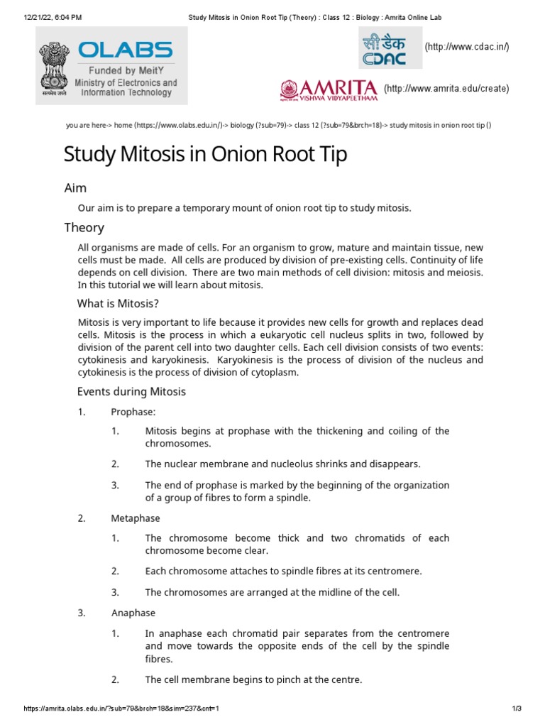 Study Mitosis in Onion Root Tip (Theory) - Class 12 - Biology - Amrita ...