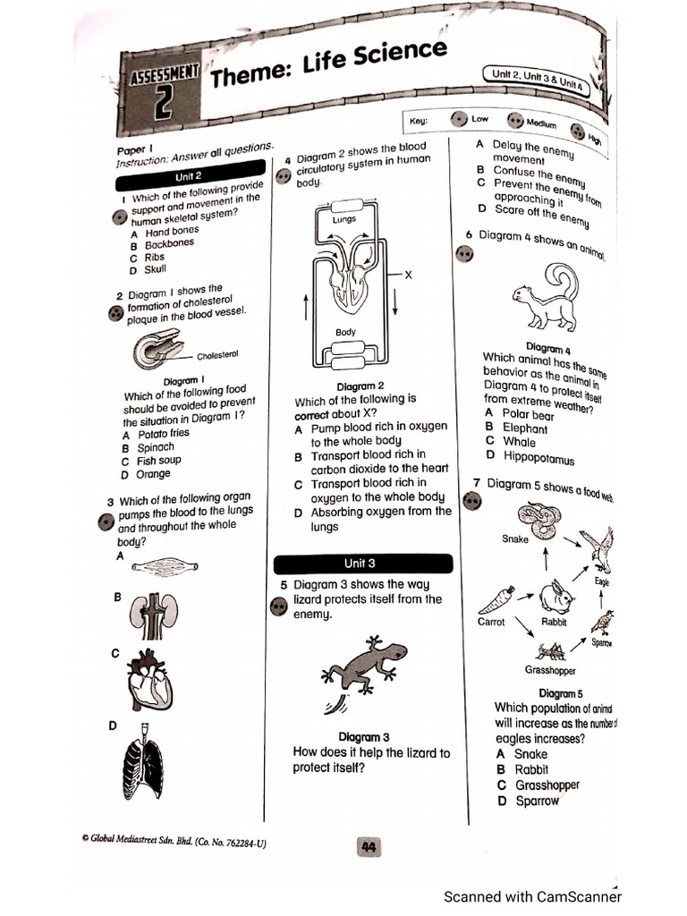 My DLP Assessment 1 STD 5 | PDF