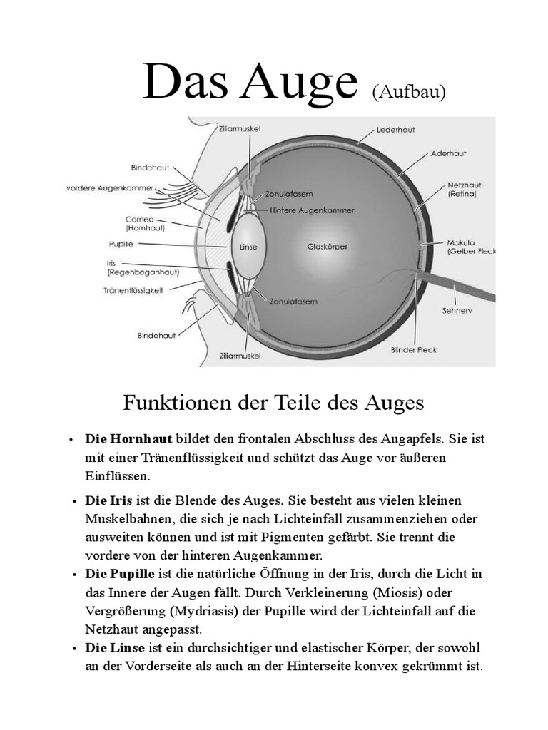 Das Auge | PDF