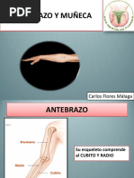 Anatomía Del Hueso Del Húmero Del Perro AnatomyLearner - El Lugar para ...
