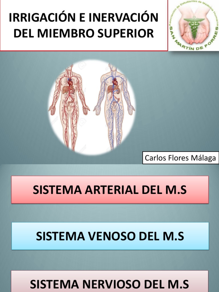 Irrigacion e Inervación | PDF | Anatomía humana | Extremidades (anatomía)