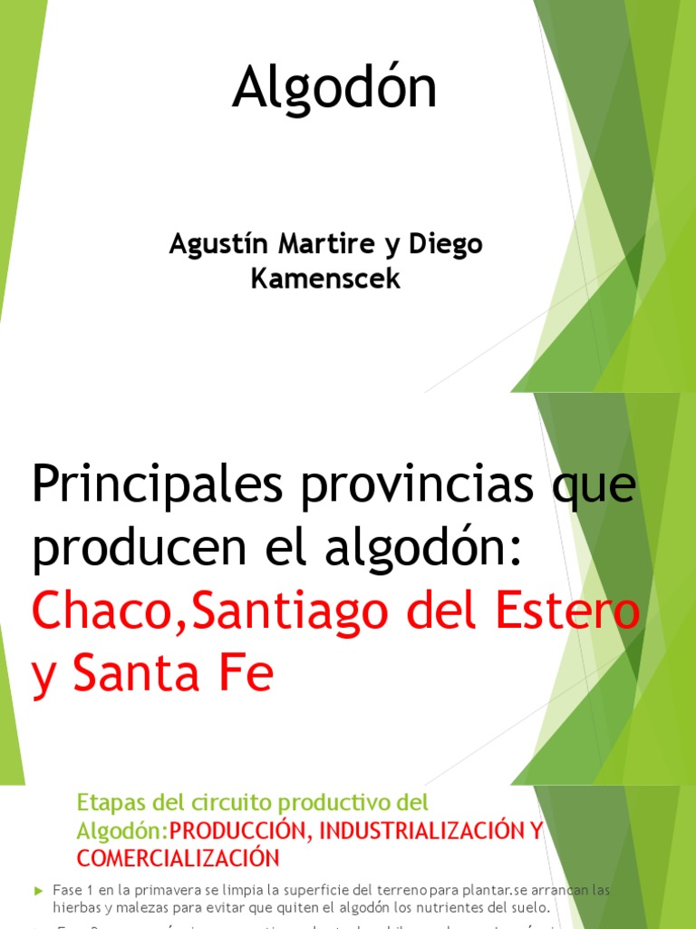 Proceso Productivo del Algodón en Argentina | PDF | Algodón | Textiles
