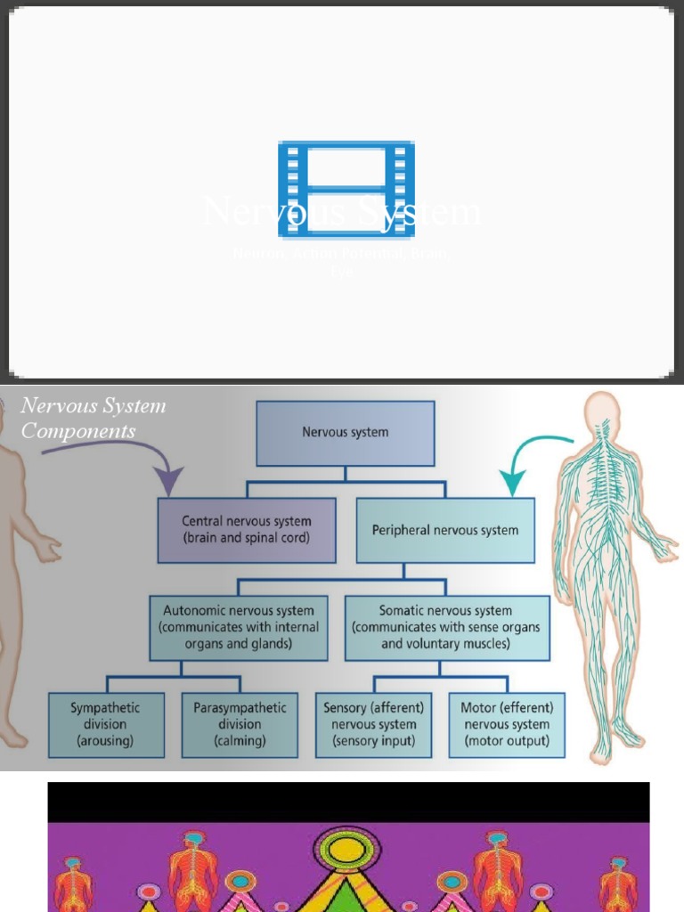 Nervous System | PDF | Neuron | Nervous System